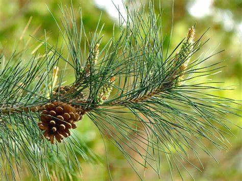 Pine Needle Elixir: Unveiling Nature's Skin Savior — Fireflyinthegarden