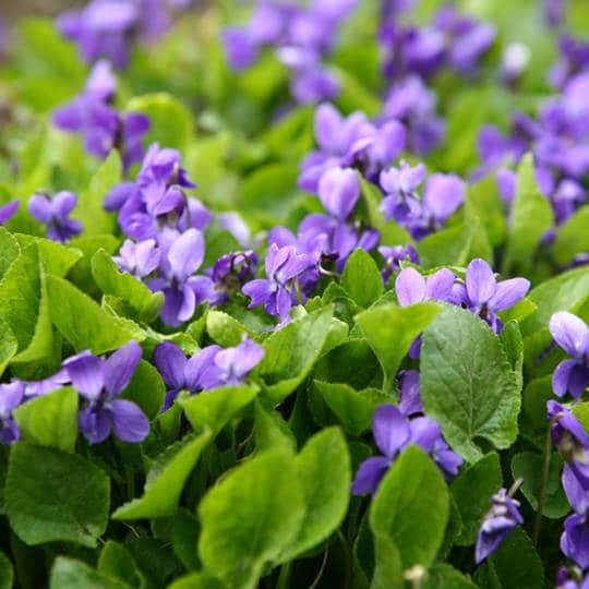 Violets: Nature's Lymphatic Symphony for Health and Beauty ...